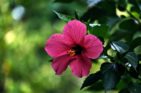 꽃 히비스커스 플로라 Pixabay의 무료 사진 Pixabay