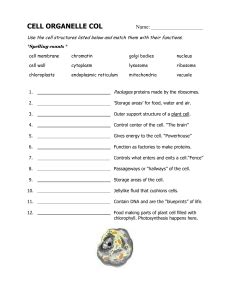 Cell Structure Function Quiz Identify Match