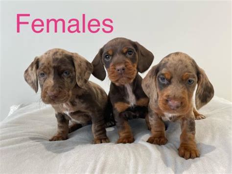 Cocker Spaniel Cross Dachshund Ukpets