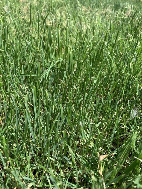 Grass Identification R Lawncare
