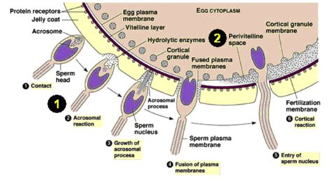 Ib Biology Hl 114 Fertilization And Pregnancy Flashcards Quizlet