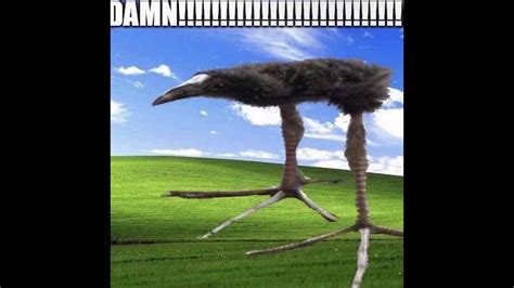 Damn Bird Meme Youtube