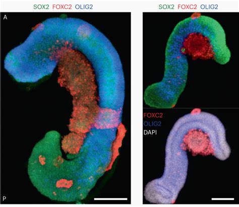 Modeling Morphogenesis Nature Methods Platohealth