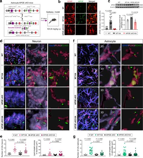 Nature子刊 揭示全新星形胶质细胞lara促进癫痫发展 美必思医学编译