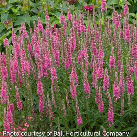 Veronica Red Fox Speedwell