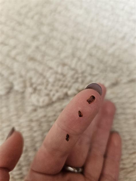 Do These Look Like Bb Shell Casing Rbedbugs