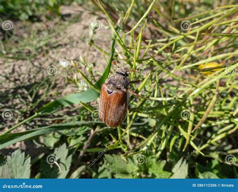 European Cockchafer Maybug Or Doodlebug Melolontha Hippocastani