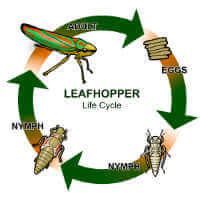 Leaf Bug Life Cycle