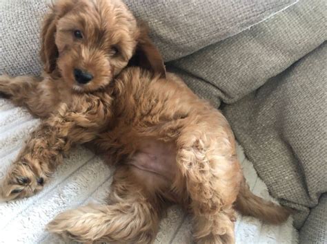 Kennel Club Registered Cockapoo Puppies For Sale Cockapoo Owners