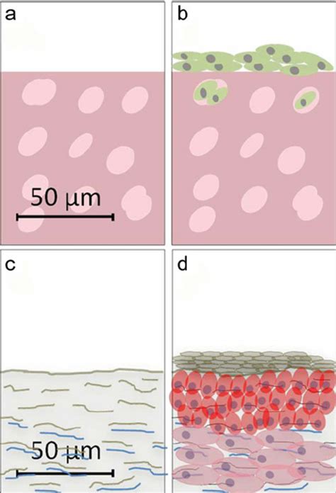 Decellularized Cartilage And Dermis And Their Subsequent Repopulation Download Scientific