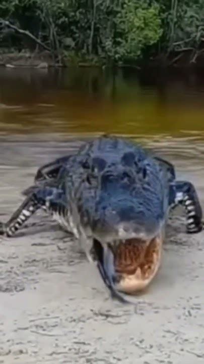 Прикольные животные Youtube