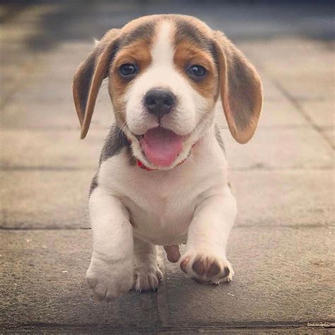 Beagle Dog Show At Norris Carrico Blog