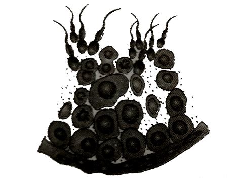 What Does The Given Figure Represent