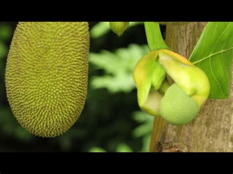Jackfruit Tree Flower Buy Vietnam Early Gold Jackfruit Plant Yellow