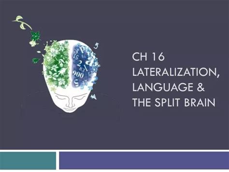 Ppt Ch 16 Lateralization Language And The Split Brain Powerpoint Presentation Id 3101317