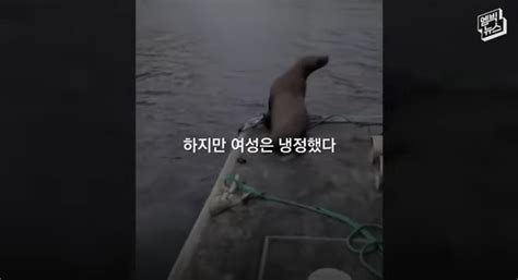 더쿠 해외논란 범고래 피해 배 위에 오른 바다사자 사지로 내쫓은 여성