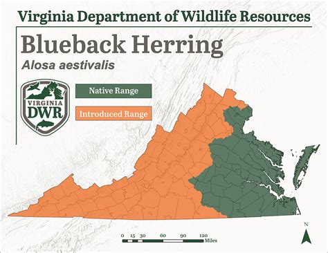 Blueback Herring Virginia Dwr