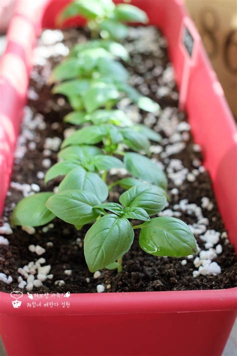 식용허브 스위트 바질 키우기 화분 씨앗 심기 물주기 네이버 블로그