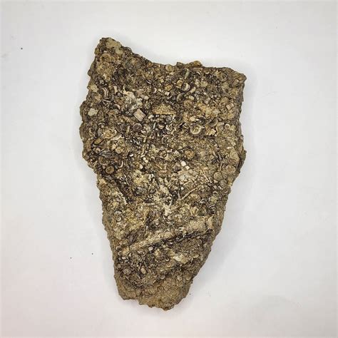 Crinoid Hash Plate Etsy