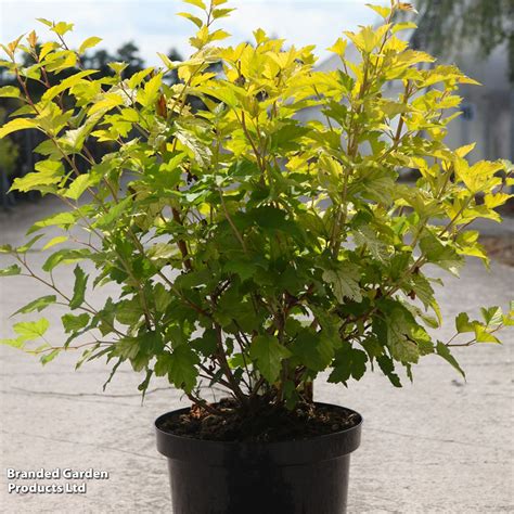 Physocarpus Opulifolius Golden Nugget Dobies
