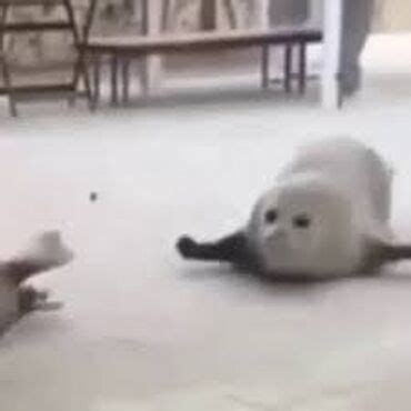 I Like Chonky Seals Fandom