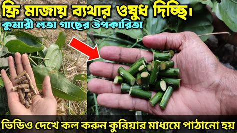 ফ্রি মাজায় ব্যথার ওষুধ দেওয়া হচ্ছে।। কুমারী লতা গাছের উপকারিতা।। Youtube