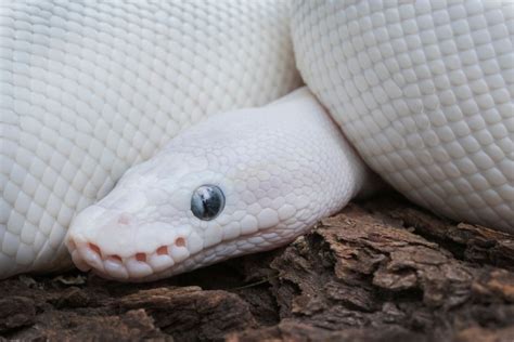 Facts And Pictures Of Blue Eyed Leucistic Ball Python Morph
