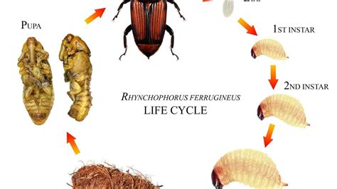 What Is A Weevil And How To Identify And Get Rid Of Them