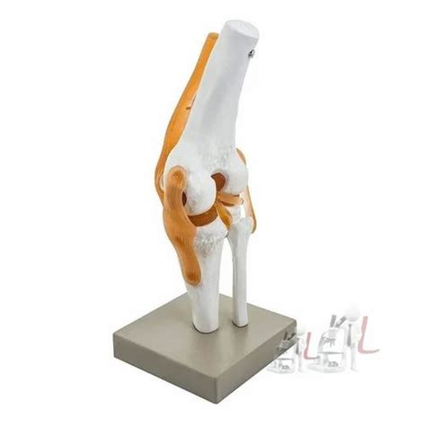Human Knee Joint Model With Flexible Ligaments Anatomically Accurate Orthopedic Modelhuman