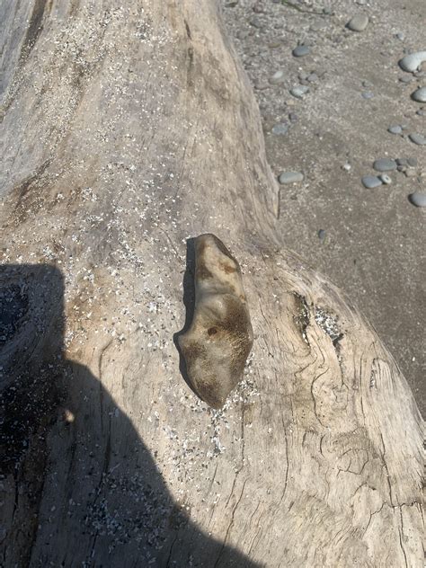 Bone Or Fossilized Bone Rfossilid