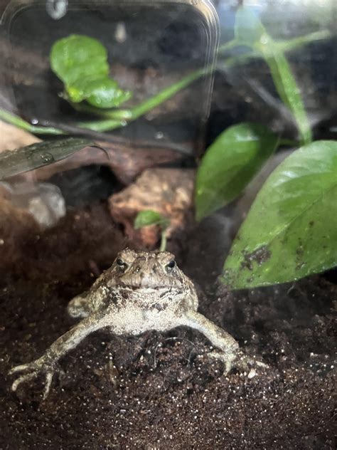 Grumpy Toad R Learntodraw