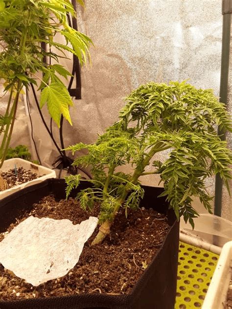 Growing Only The Fasciated Stem International Cannagraphic Magazine