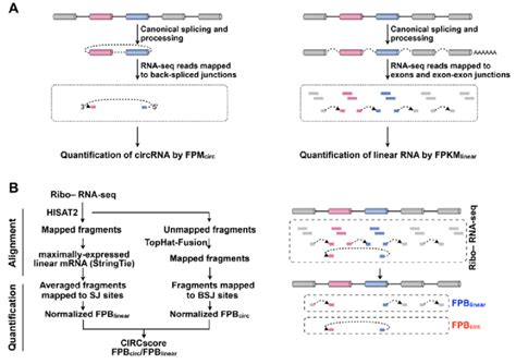 A Computational Pipeline For Direct Circular And Linear Rna Expression Download Scientific