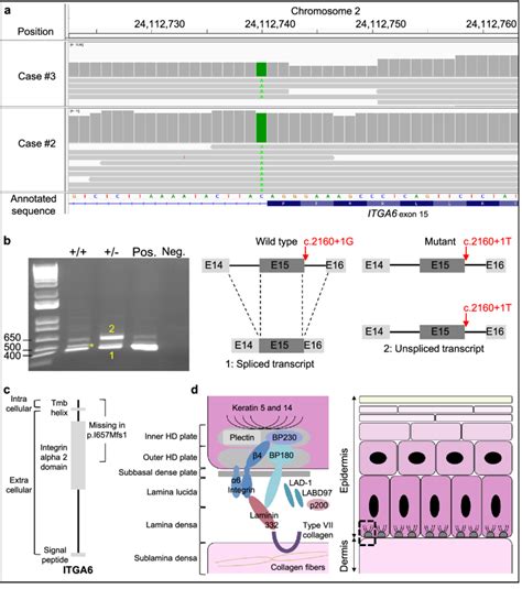 Identification Of A Splice Site Mutation In The Itga6 Gene And Download Scientific Diagram