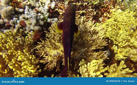 Fish Coral And Swim In Reef Ocean And Wildlife Or Habitat Aquatic