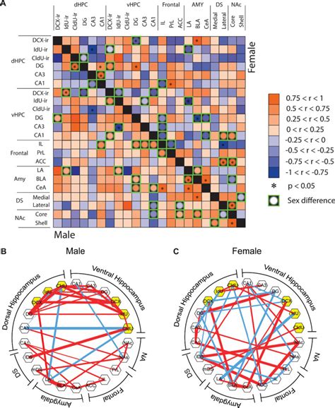 Sex Differences In Contextual Pattern Separation Neurogenesis And