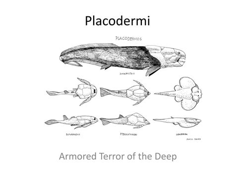 Ppt Placodermi Powerpoint Presentation Free Download Id2487304