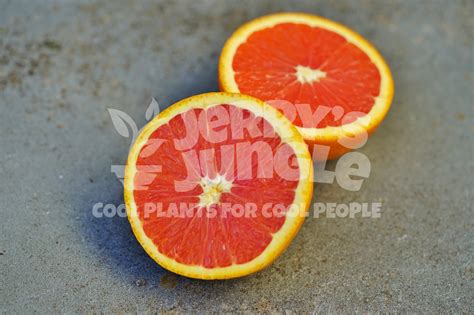 Cara Cara Sweet Pink Orange Tree Jerry S Jungle