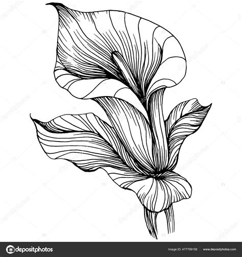 Lily Lilium Hand Drawing Lilium Floral Logo Tattoo Highly Detailed Stock Vector Image By