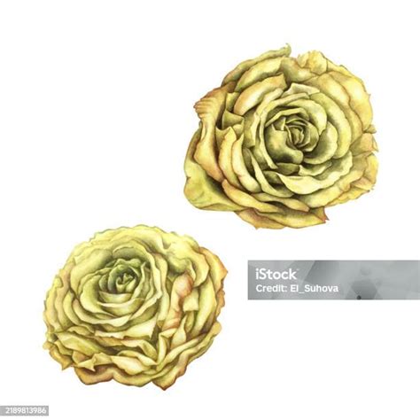 노란색 장미는 흰색 배경에 고립되어 있습니다 결혼식 생일 어머니의 날 선물 벽지 스티커 스크랩북에 대 한 아름다운 수채화 그림 템플릿 0명에 대한 스톡 벡터 아트 및 기타