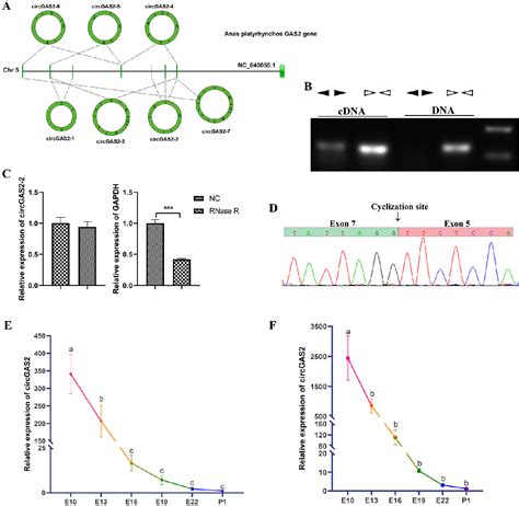 Figure 5 From Transcriptome RNA Sequencing Reveals That Circular RNAs Are Abundantly Expressed