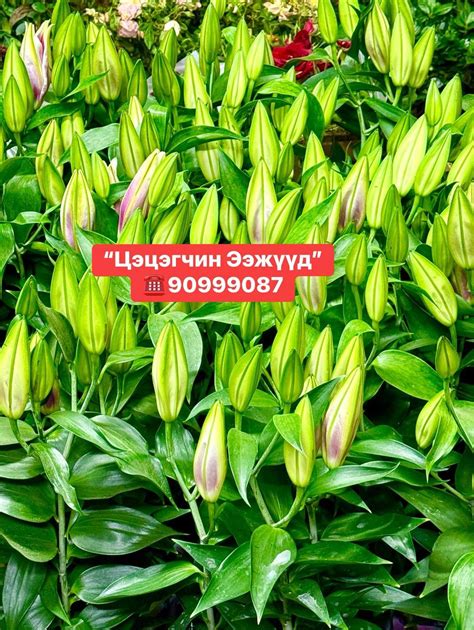 Цэцэгчин Ээжүүд Эрдэнэт Салбар Таримал болон Гоёлын цэцгийн Бөөний Төв Цэцэгчин Ээжүүд