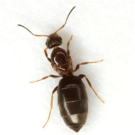 Brachymyrmex Brachymyrmex Patagonicus Bugguidenet