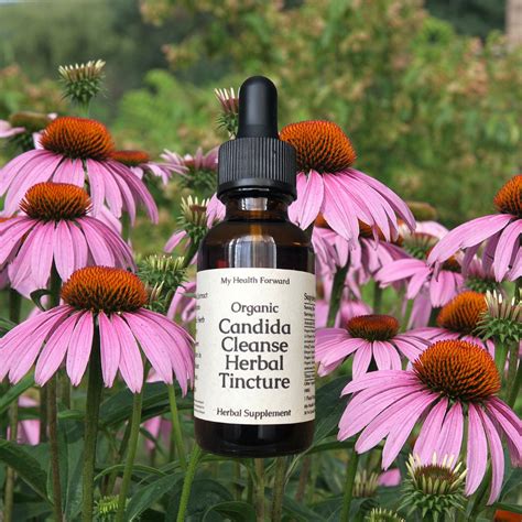 Organic Candida Cleanse Tincture My Health Forward