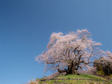 発知の彼岸桜 絶景事典