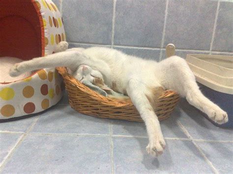Pin On Cat S