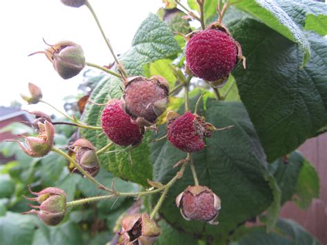 Purple Flowering Raspberry Rubus Odoratus Ferri Seeds