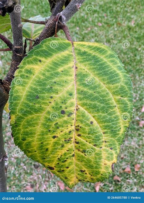 Apple Rust Disease Symptoms On An Apple Leaf Stock Photo Image Of Green Autumn 264605788