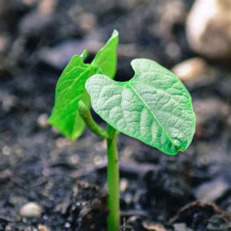 Benefits Of Using Plant Growth Regulators