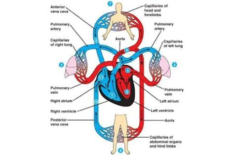 Difference Between Pulmonary And Systemic Circulation Understanding